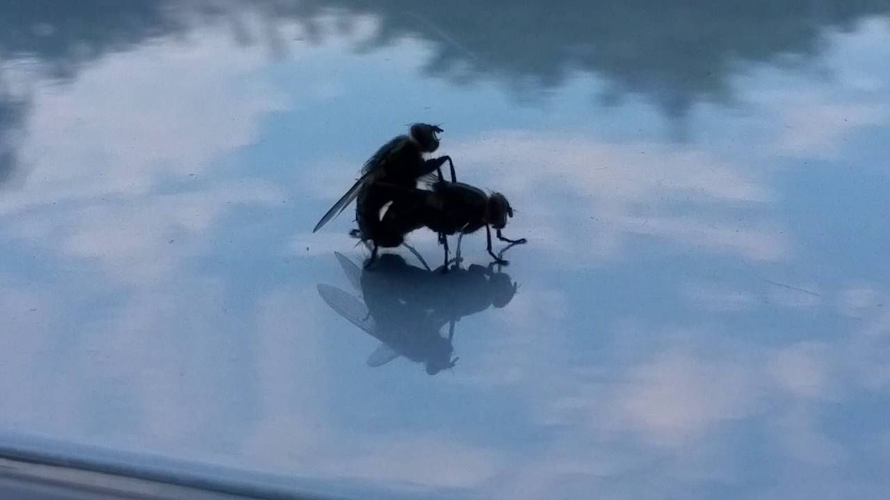 Mosquito mating - YouTube
