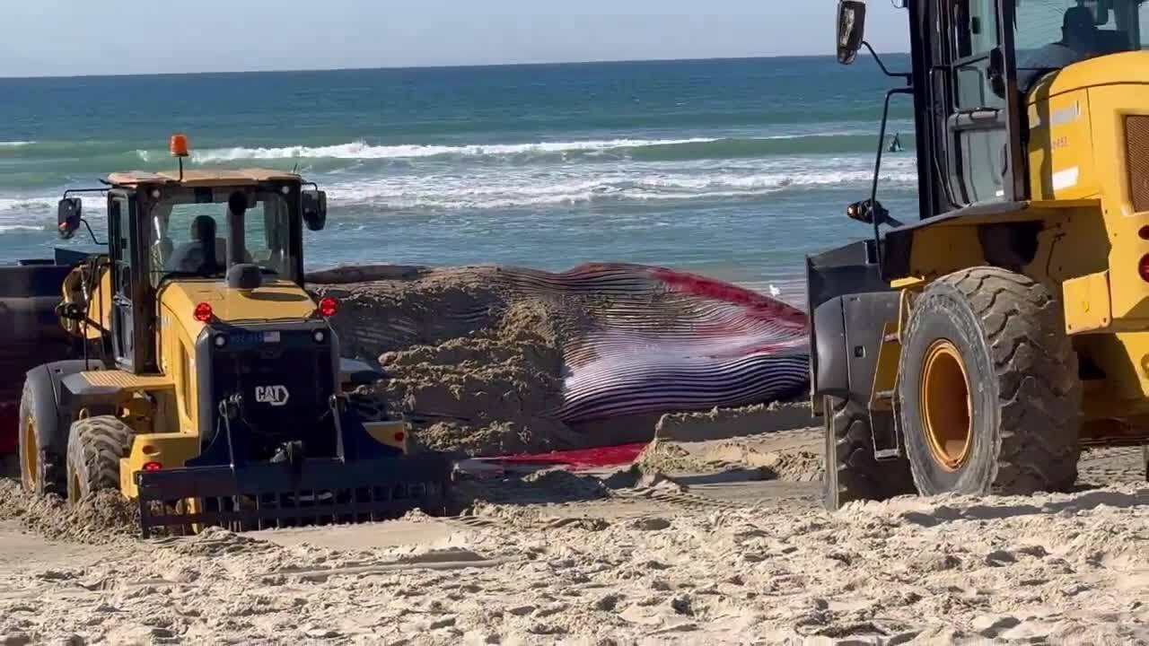 Massive Whale Carcass Washes Ashore on San Diego Beach - YouTube