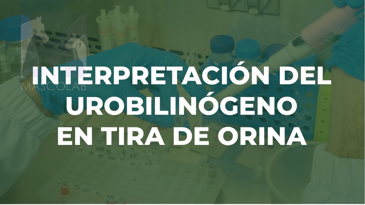 Interpretación del Urobilinógeno en Tira de Orina / GUÍA DE DIAGNÓSTICO ...