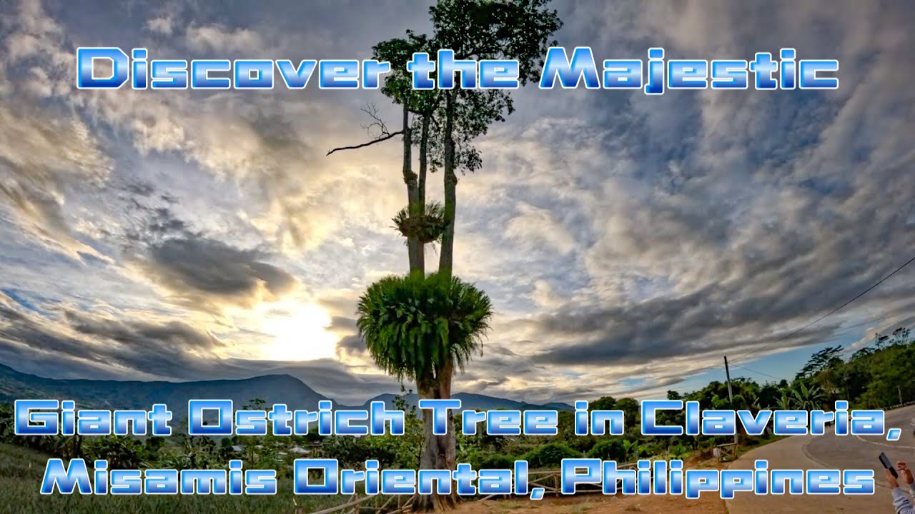 Discover the Majestic Giant Ostrich Tree in Claveria, Misamis Oriental ...