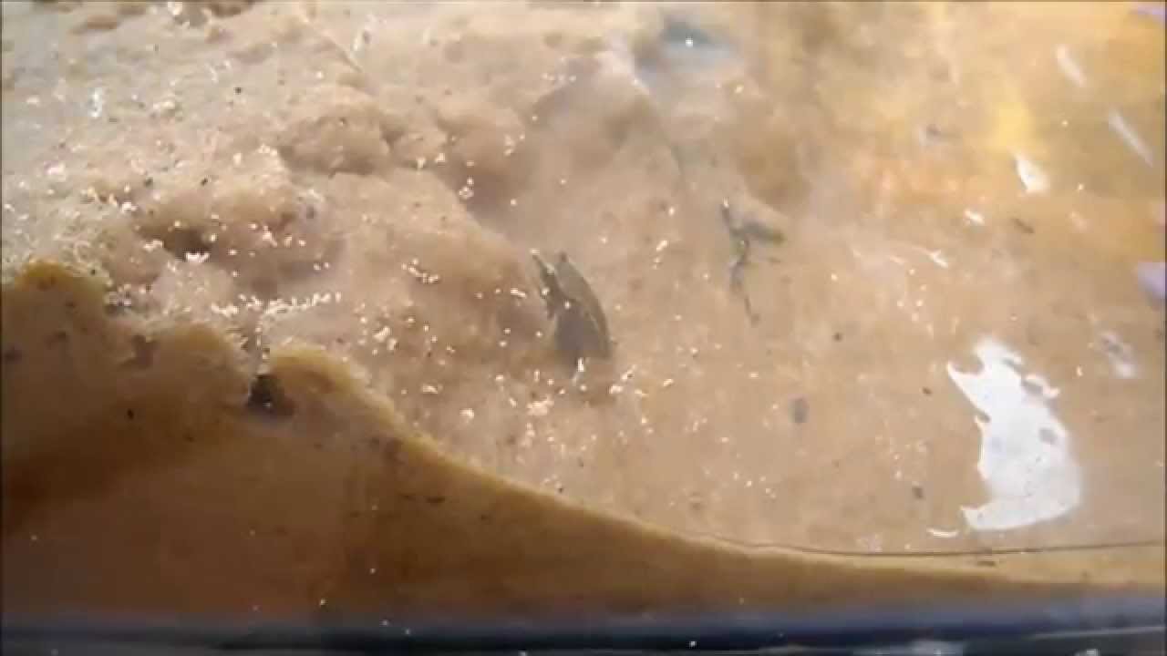 Frog eats a fly Slow motion - YouTube