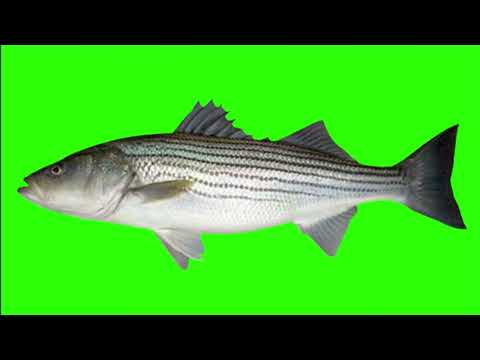 Fish Spinning Green Screen - YouTube
