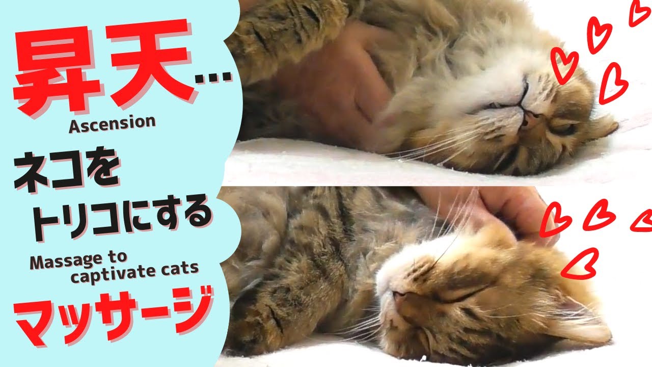 フェイスマッサージで昇天するネコ Cats ascending with a face massage - YouTube