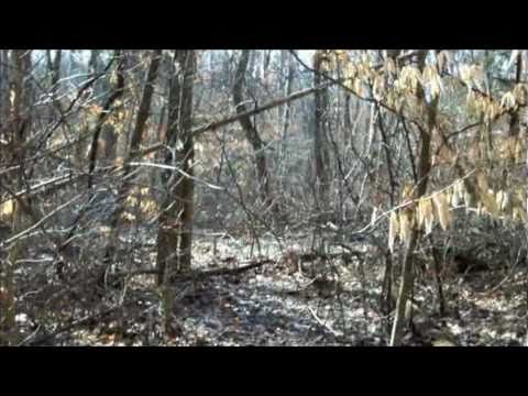 Bigfoot vocal Audio with footsteps - YouTube