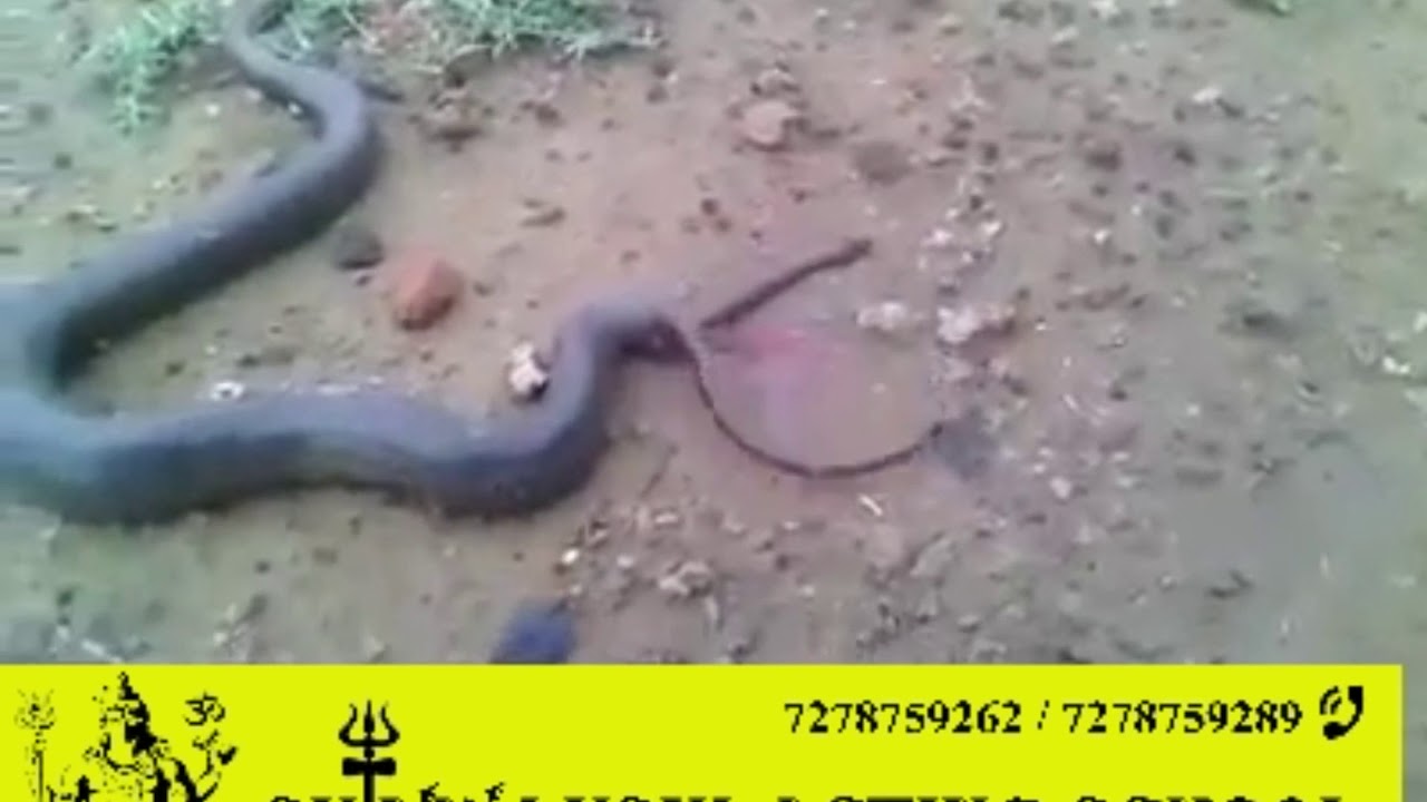 How snake born - YouTube