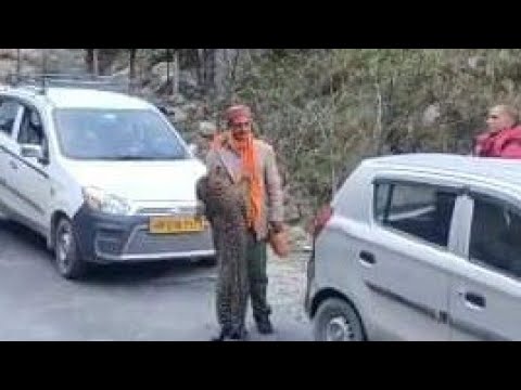 tiger in Himachal Pradesh..... - YouTube