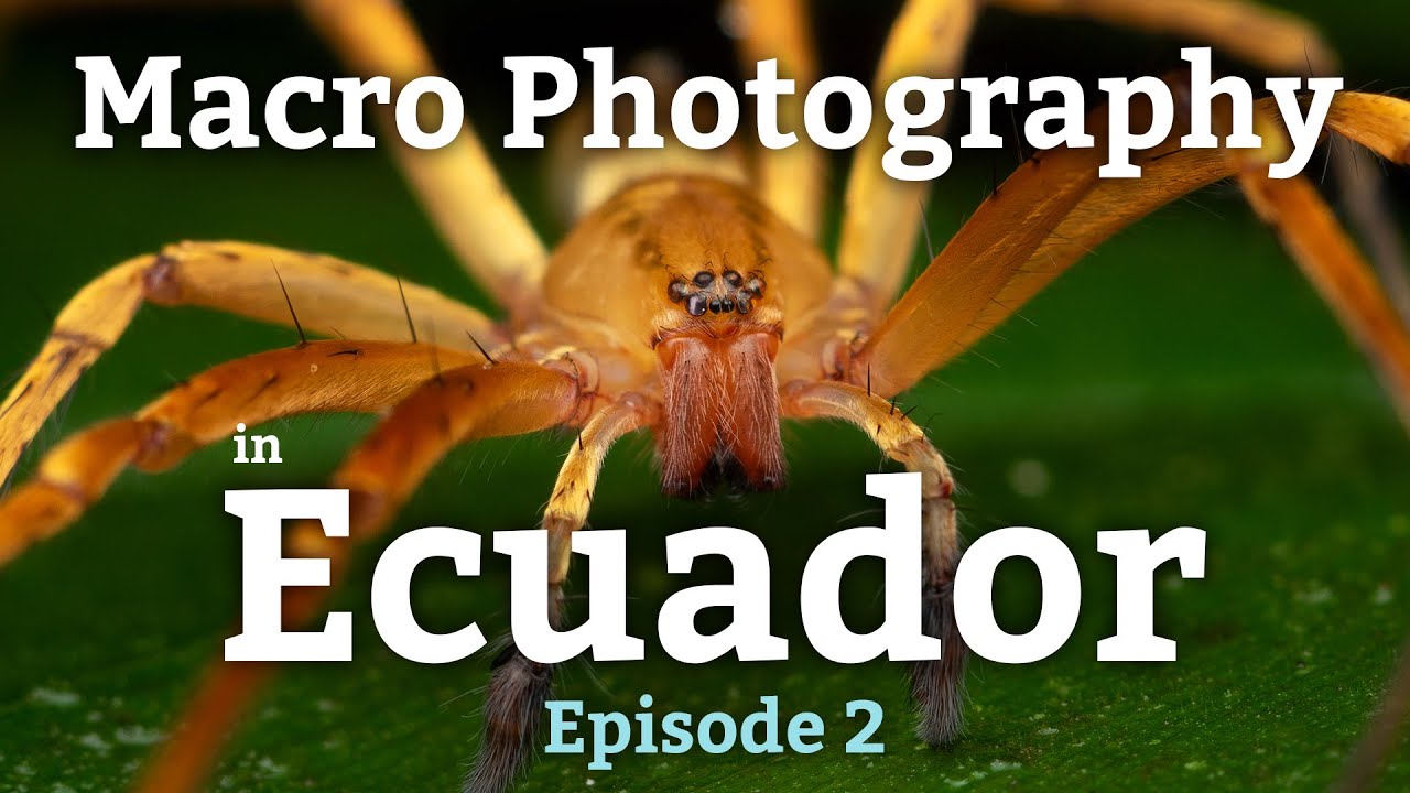 Macro Photography in ECUADOR - Episode 2: Spiders, Flies, Moths, Ants ...