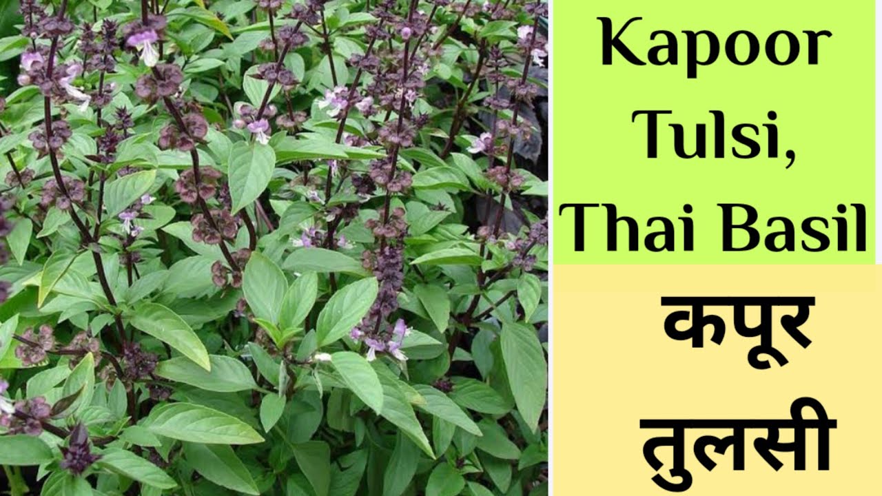 masala tulsi,thai basil,kapoor tulsi, all different types of tulsi ...