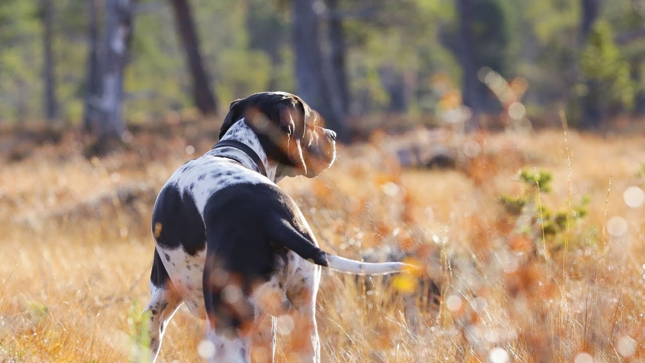 How to Train Your Pointer Dog to Recall Reliably - YouTube