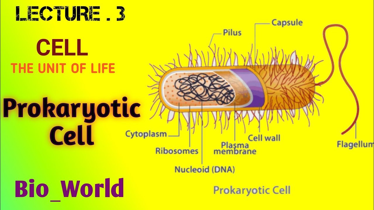 Cell: The Unit Of Life - Prokaryotic Cell | Prokaryotes | Bio World ...