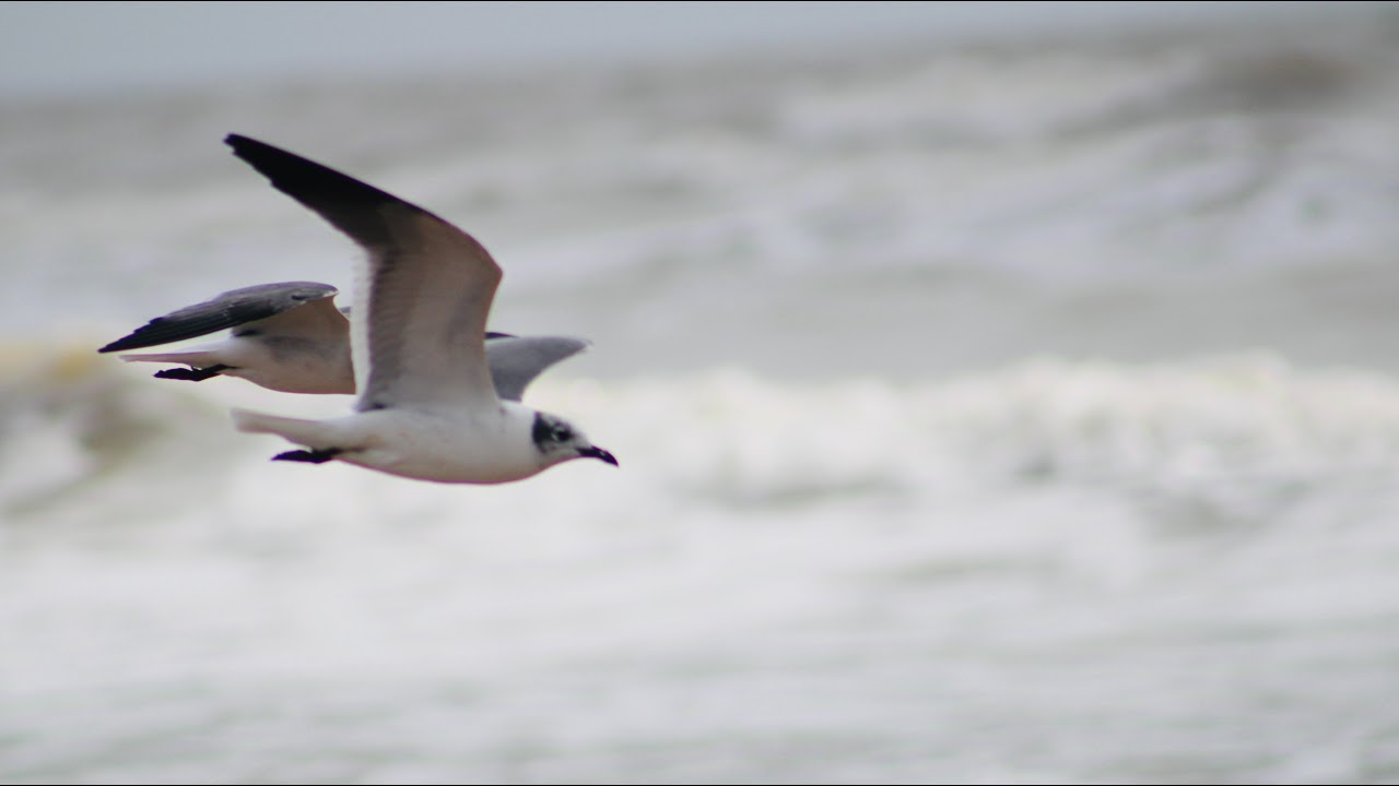 LAUGH & LIFT Live Stream - YouTube