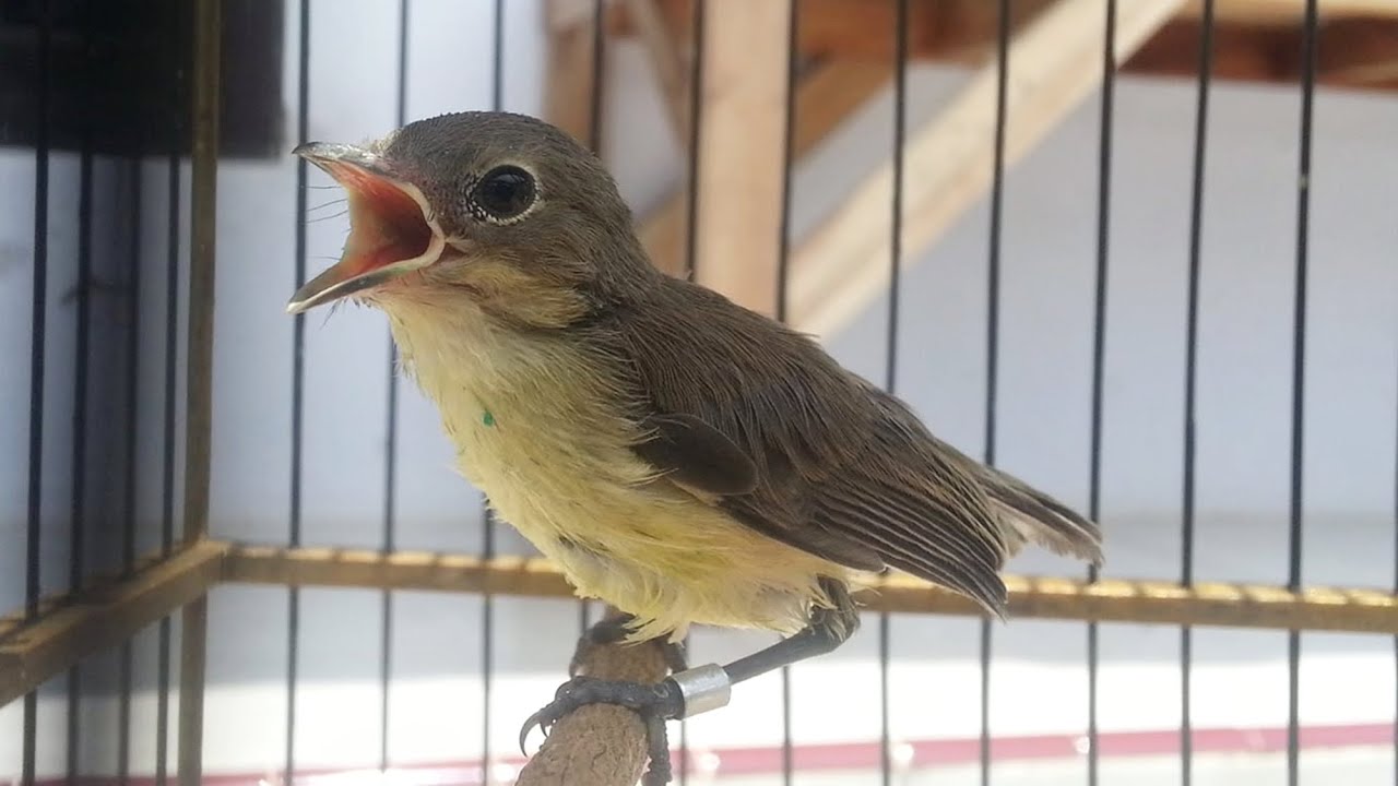Remetuk Laut BETINA Gacor - Suara Masteran Burung Siur / Sier Remletuk ...