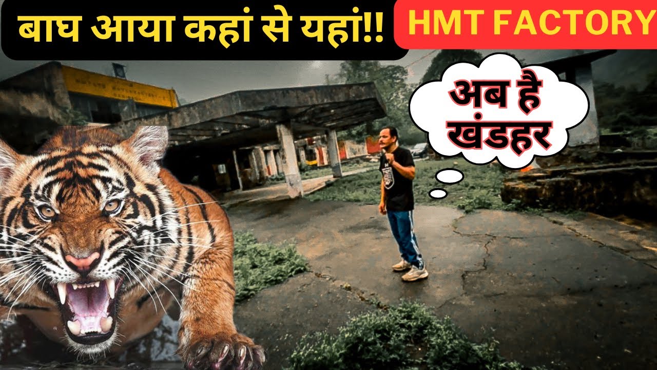 बाघ आया कहां से यहां‼️HMT FACTORY | Tiger Near HMT Factory Haldwani ...