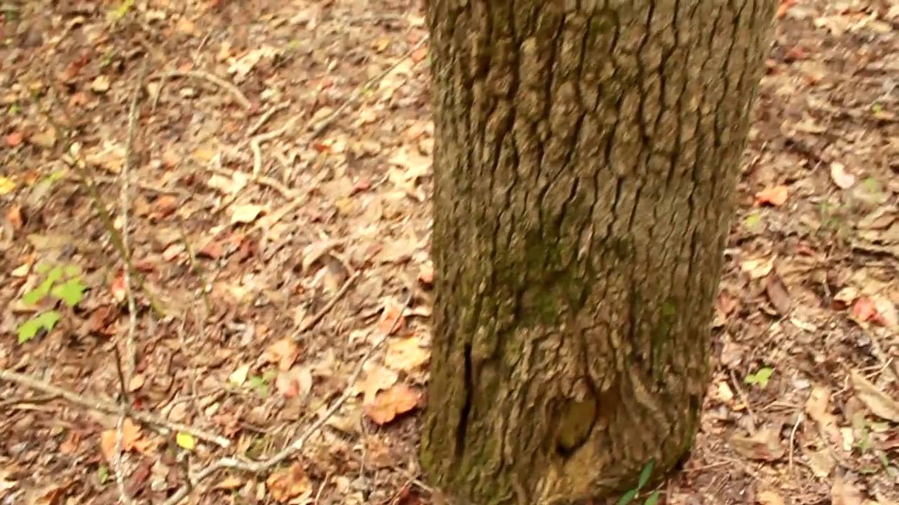 Tree damaged at bottom center. Bark splitting at bottom left. A bad ...