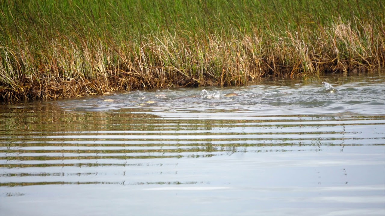 Redfish Schools!!! - YouTube