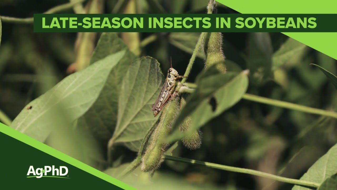Late Season Insects In Soybeans (From Ag PhD Show #1110 - Air Date 7-14 ...