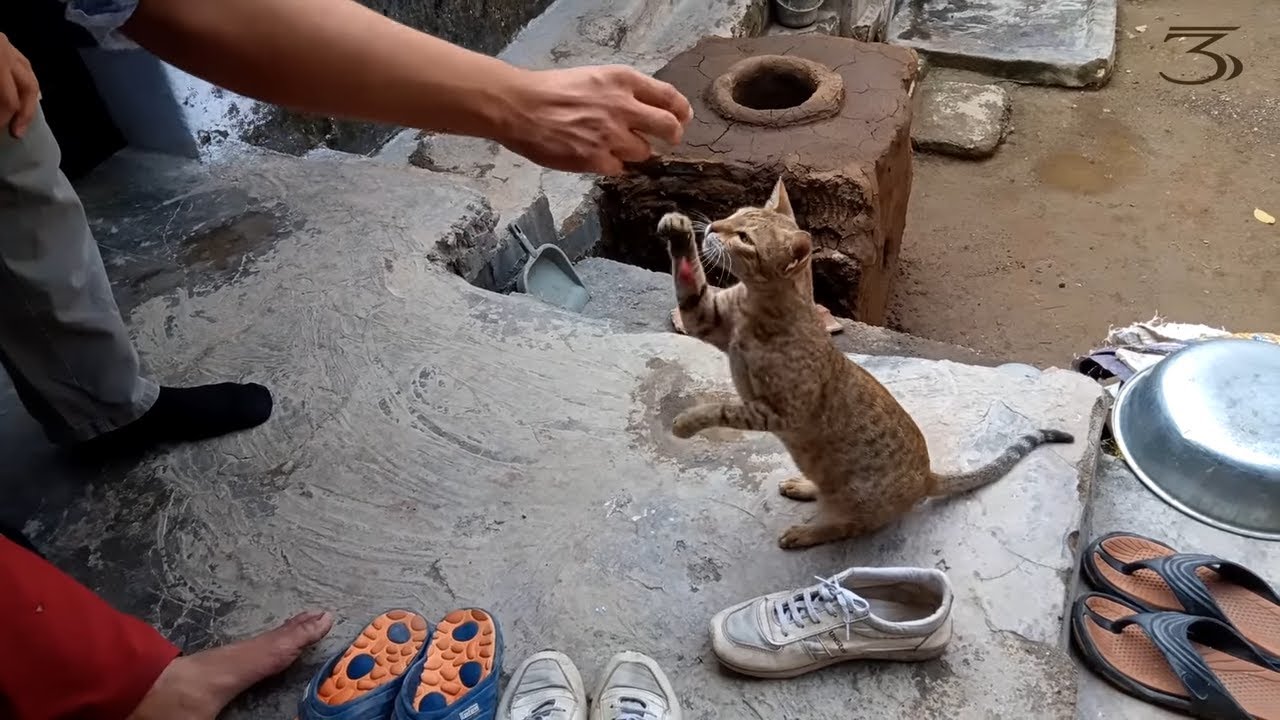 Feeding Stray Cats, Dogs, and Eagles | Heartwarming Animal Rescue - YouTube