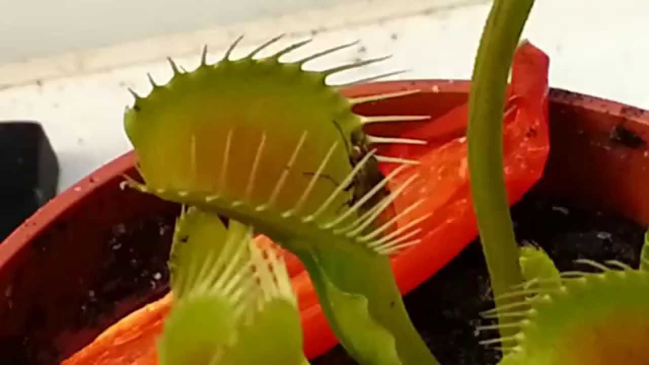 Venus Fly Trap - YouTube