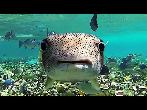 Adorable puffer fish in can't resist this swimmer's camera - YouTube
