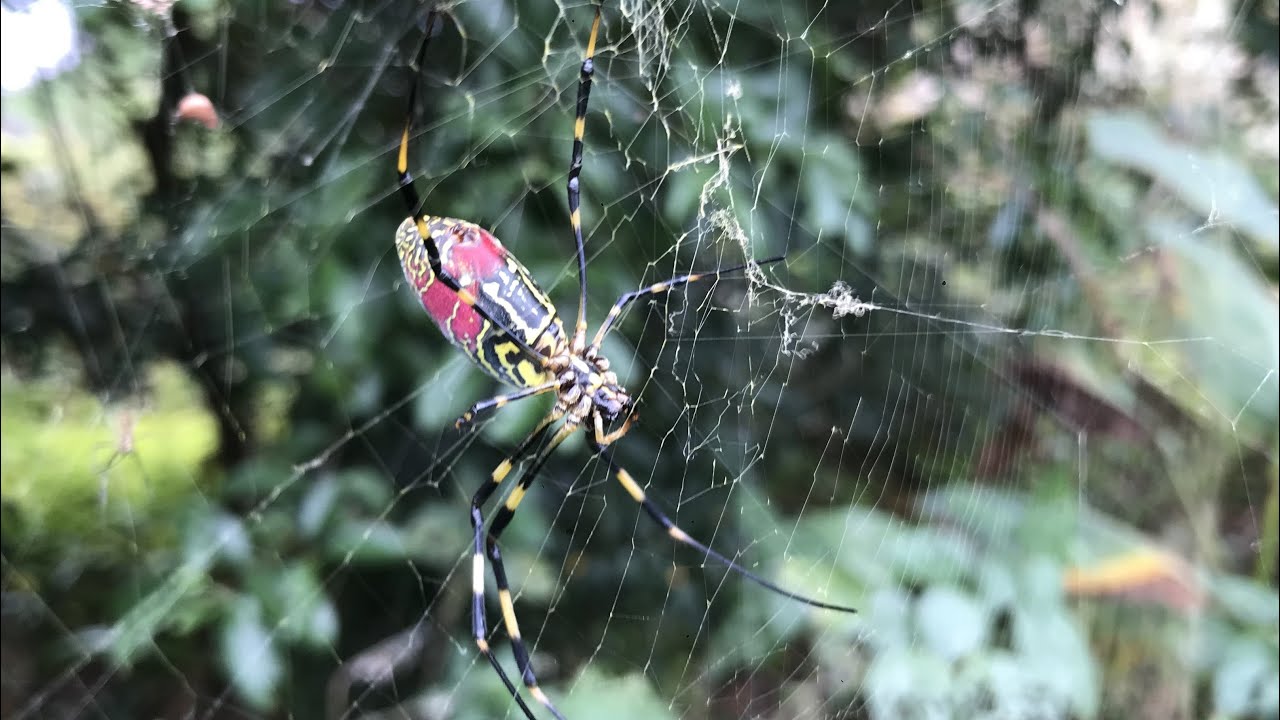 Japanese Joro Spider - YouTube