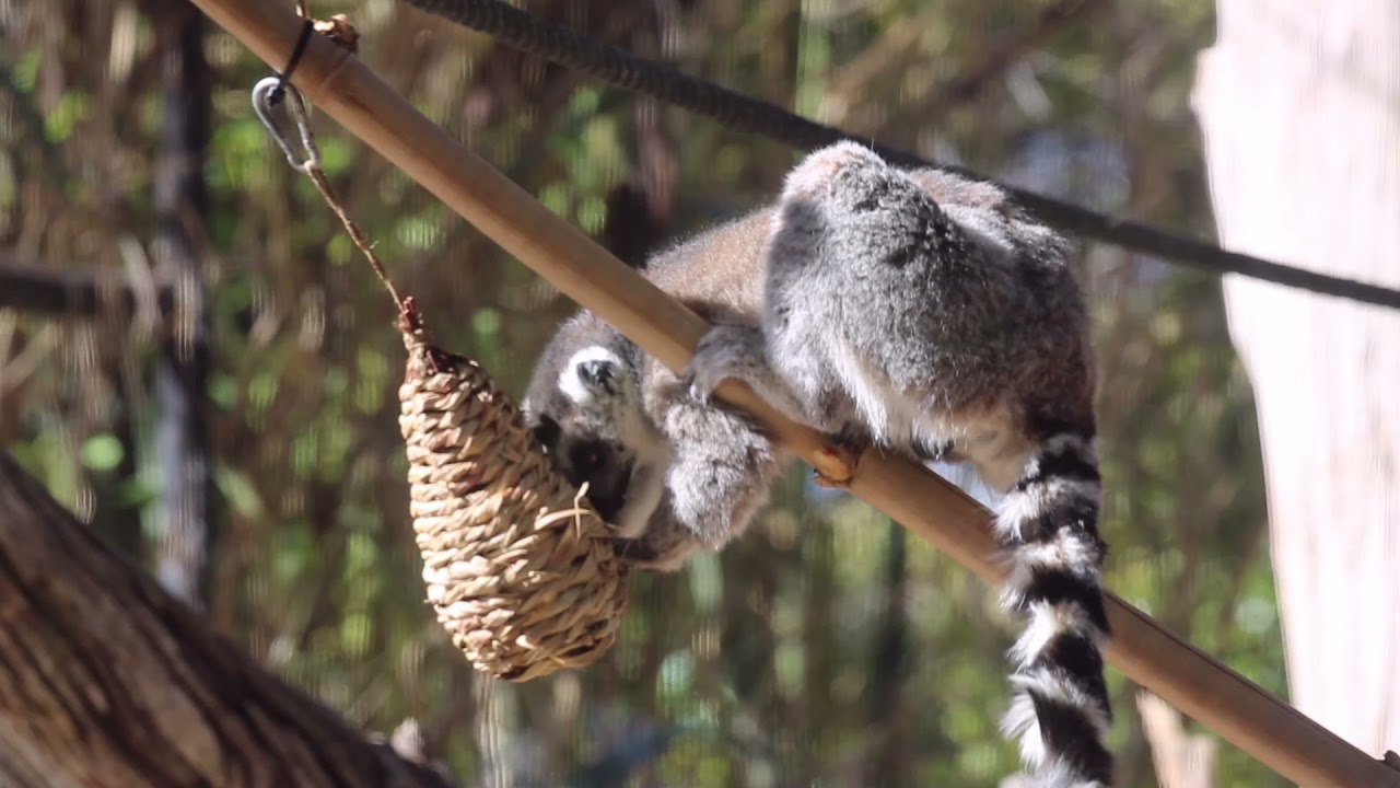 Ring-tailed lemur foraging for snacks - YouTube