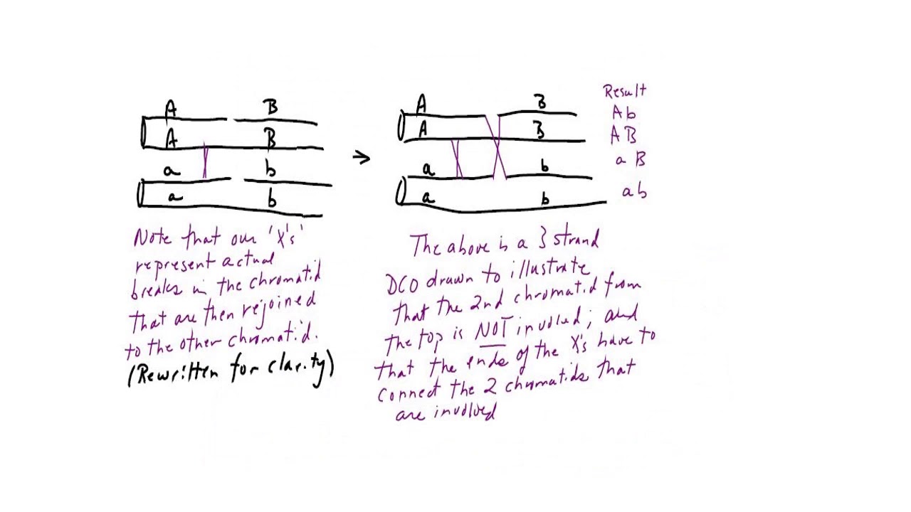 12 October 2020 crossovers and three factor crosses - YouTube