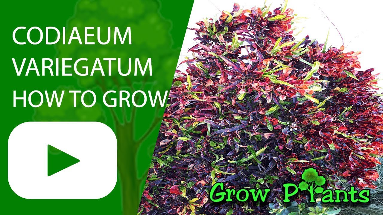 Codiaeum variegatum - grow & care (Garden croton) - YouTube