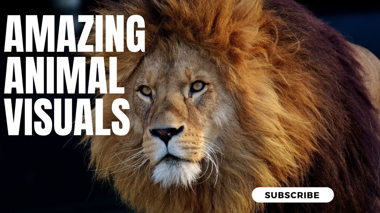 AMAZING ANIMAL VISUALS - YouTube