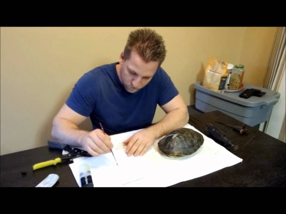 The Reptile Guy - Fixing a broken turtle shell - YouTube