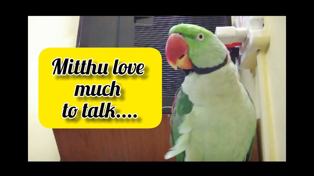 Mitthu love much to talk.मिठ्ठू को बात करना बहुत पसंद है ...