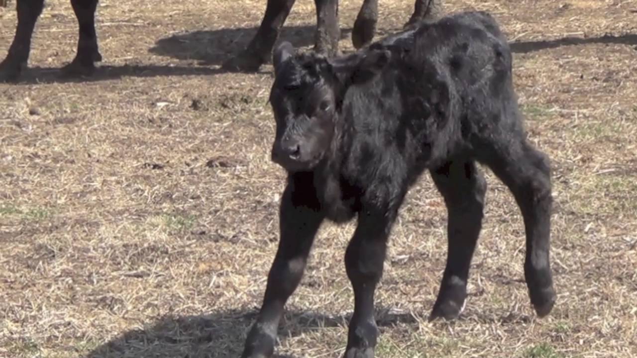 Baby Calves - YouTube