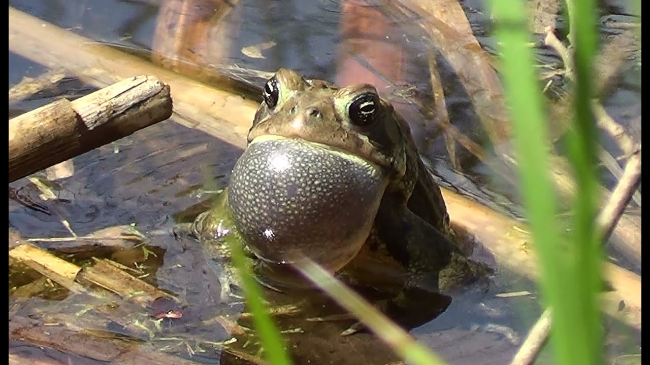 American Toads Croaking - YouTube