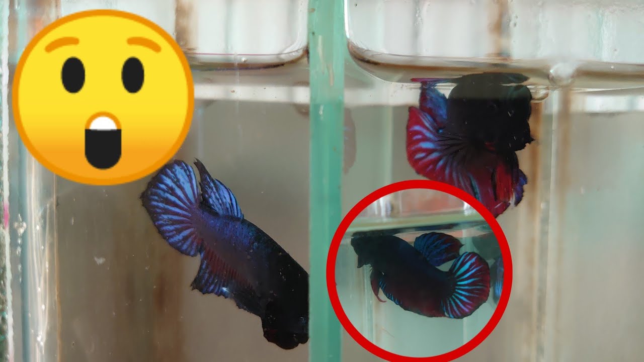 Siamese Fighter fish x Siamese Ep096 - Fish Show #fishfighter # ...
