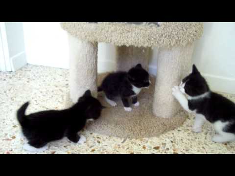 Tuxedo kittens at play.