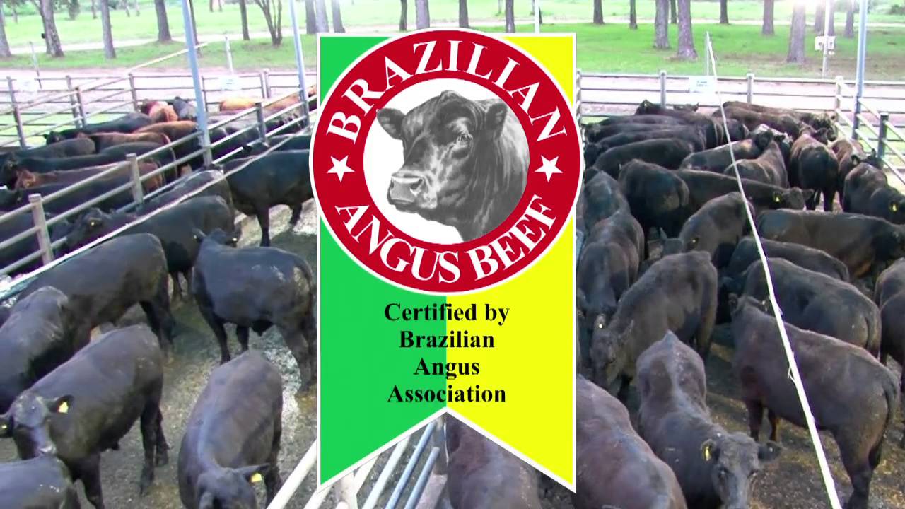 Brazilian Angus Beef - ENGLISH - YouTube