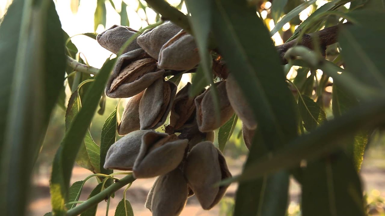 Watch the Hull Split Stage | California Almonds - YouTube
