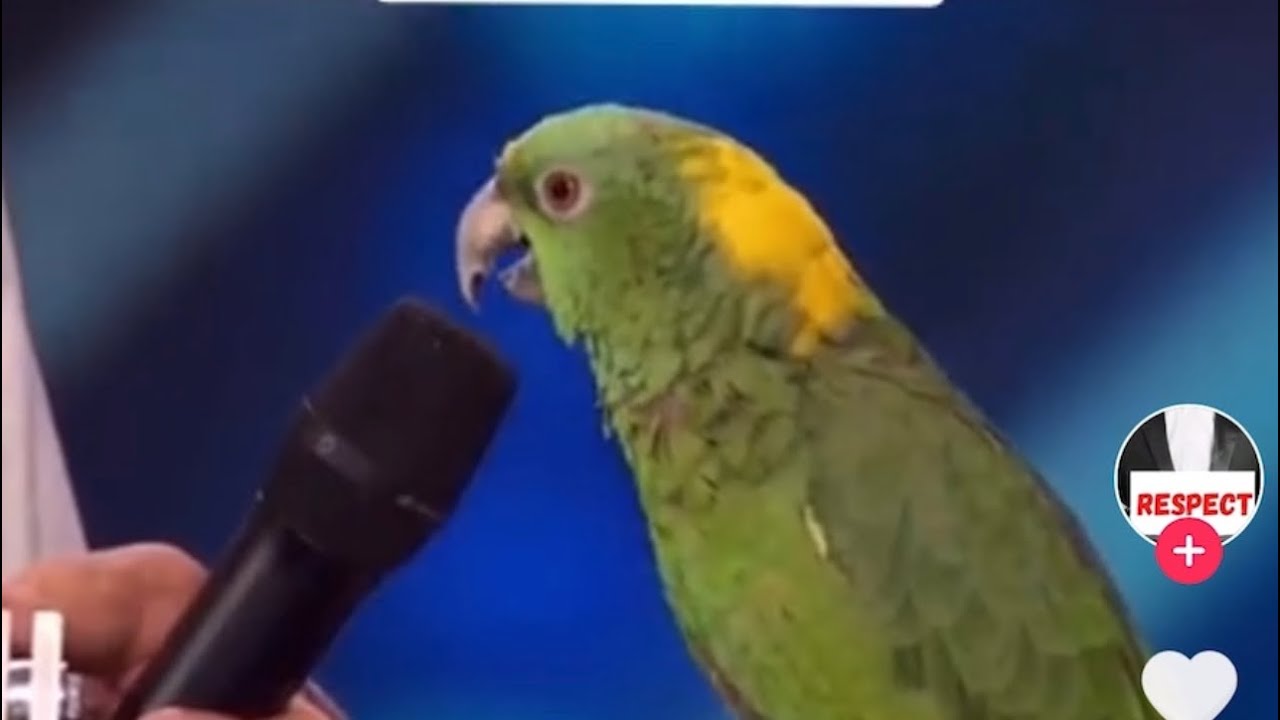 Bird 🐦 raps so good DJ Khaled sign him - YouTube
