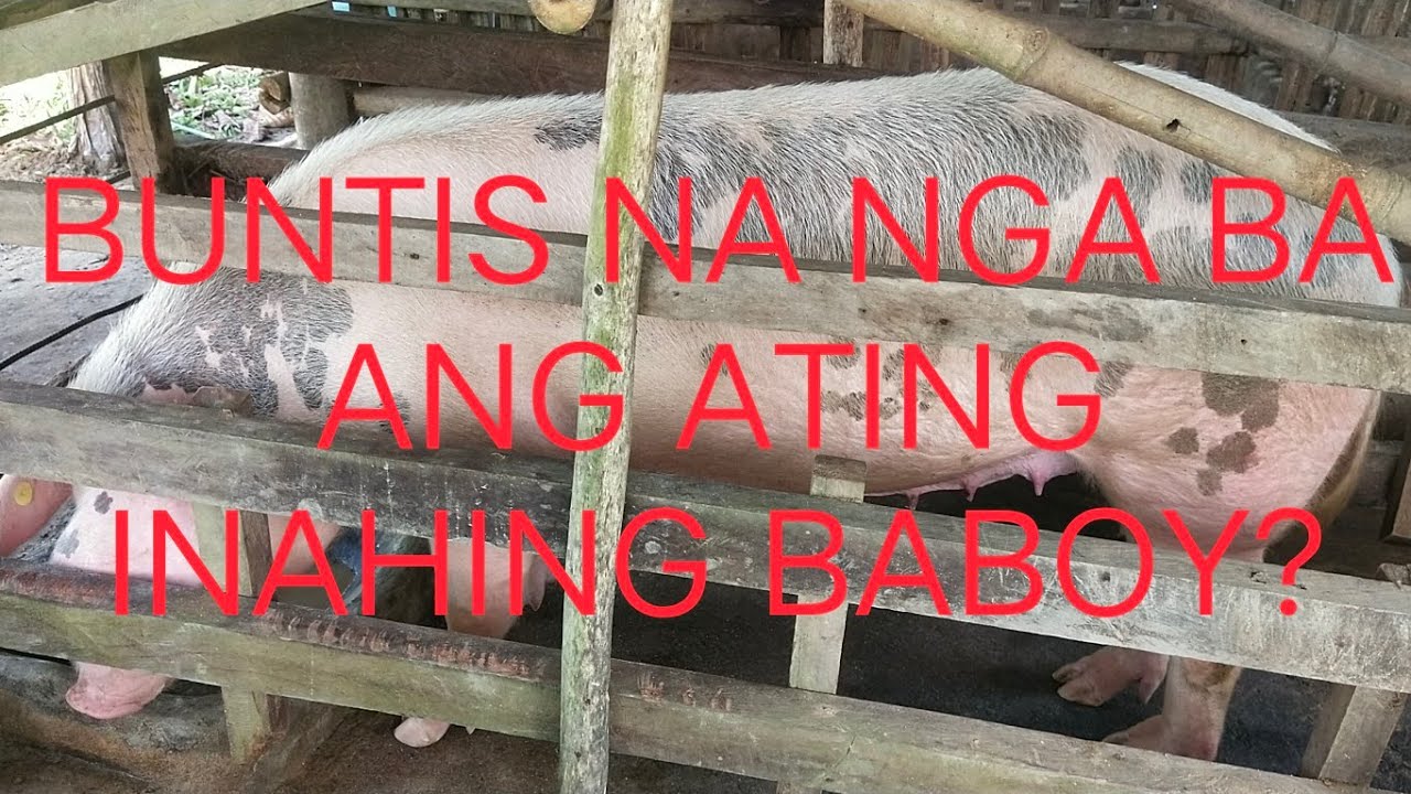 Update sa inahing baboy na buntis at namamaga Ang kanyang Ari ...