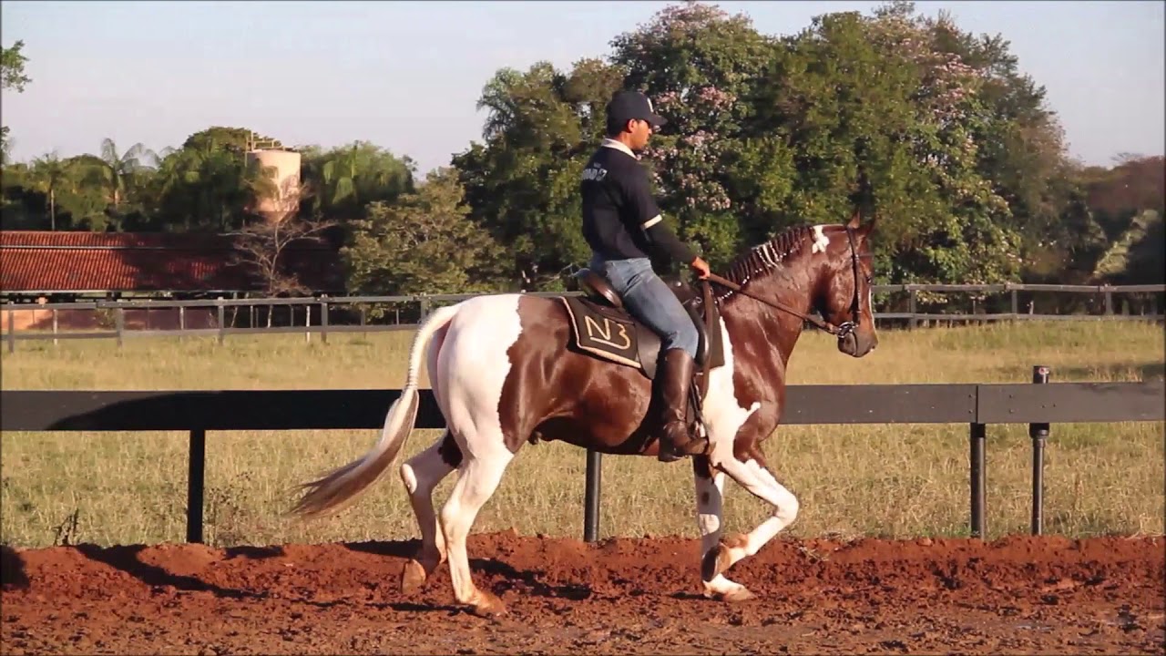 HARAS BRAIDO - BELLÁGIO DA BRAIDO - YouTube