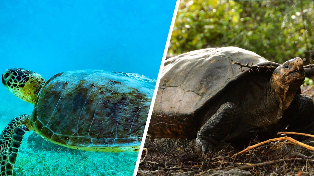 Turtle VS Tortoise 🐢 🐢 Difference and Comparison! - YouTube