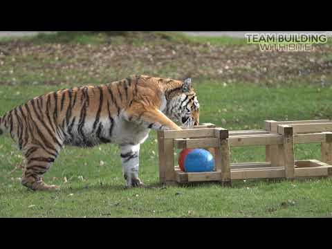 Tiger enrichment - Ball in a frame - YouTube