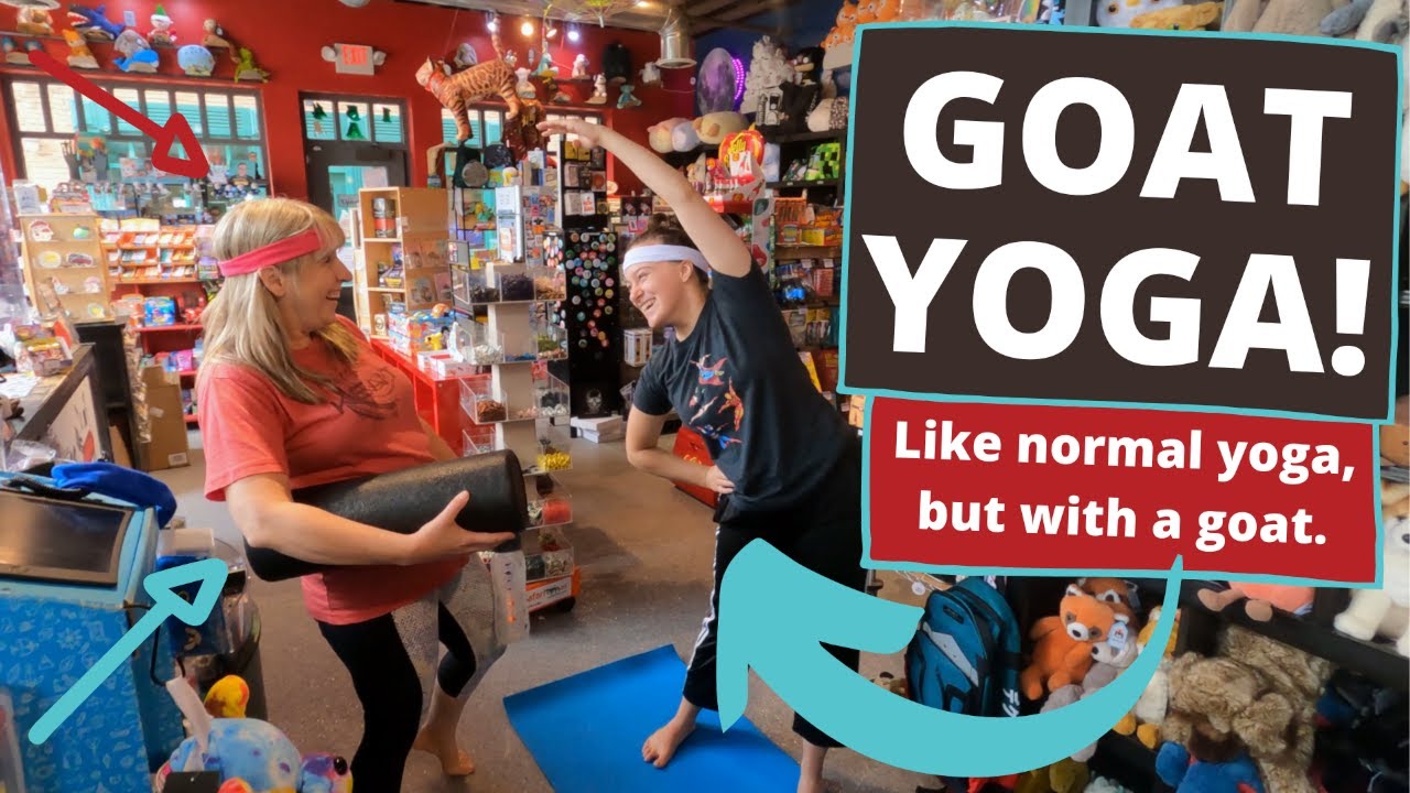 Yeah you've done yoga, but have you done this?? Funny goat yoga game ...