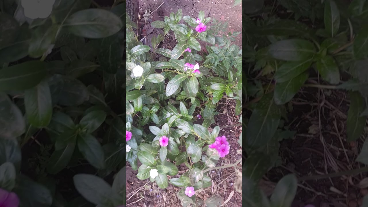 Winka plant نبتة الونكا أجمل وردة the best flowers and trees - YouTube