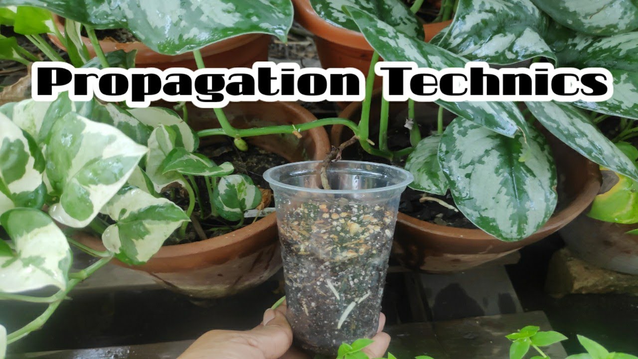 Propagation Technics || How To Propagate Plants. - YouTube
