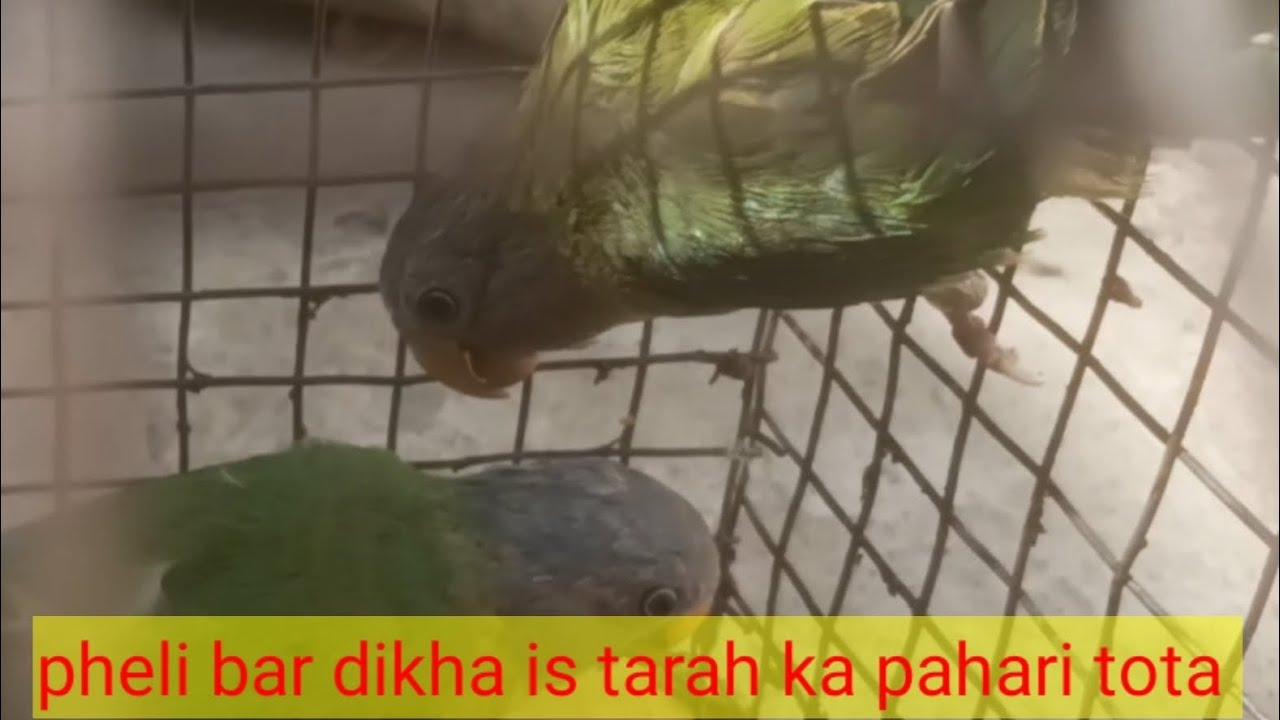 ye kis tarah ka bird h ? - YouTube