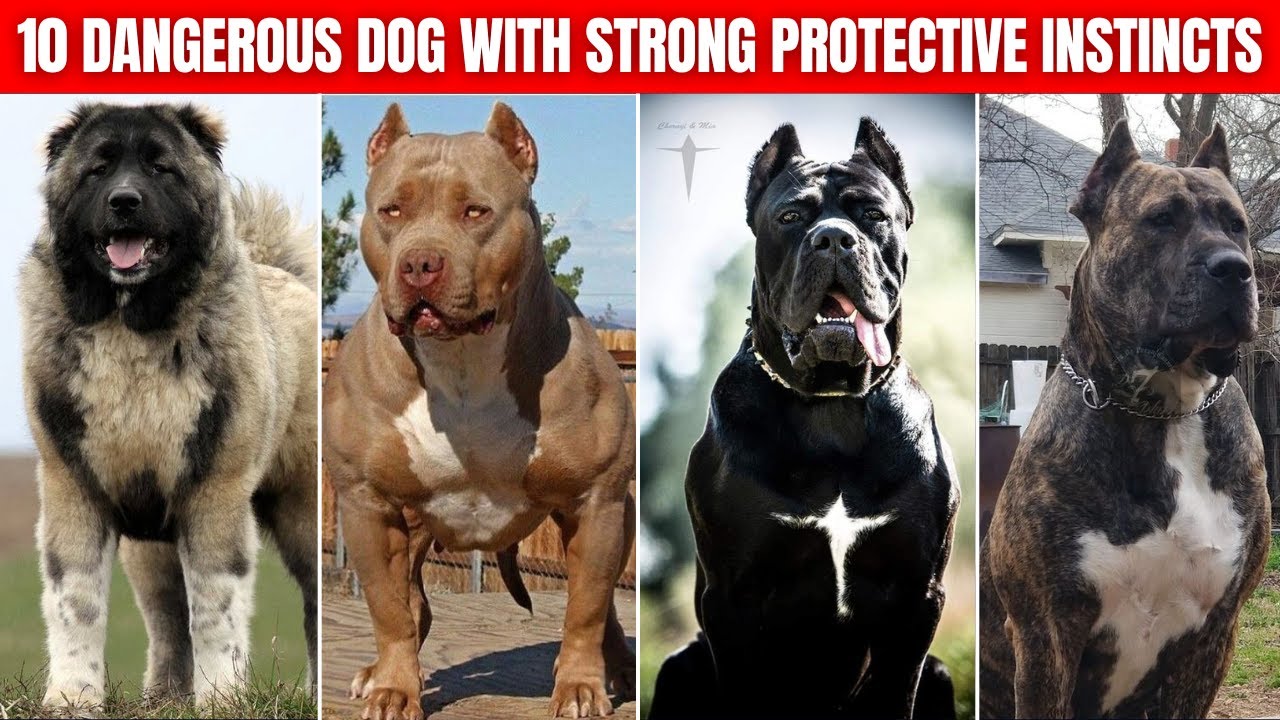 10 most dangerous dog with strong protective Instincts. - YouTube