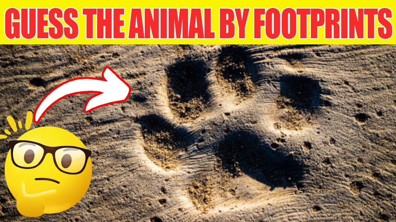 Guess the Animal by Footprints - YouTube