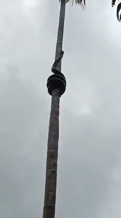 A giant python climbing on the coconut tree… - YouTube
