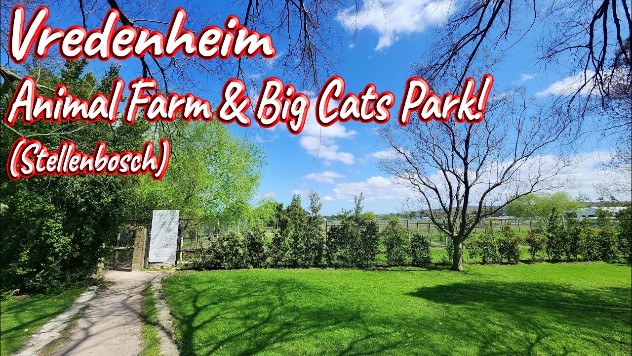 Vredenheim Animal Farm & Big Cats Park, Stellenbosch! S1 – Ep 527 - YouTube