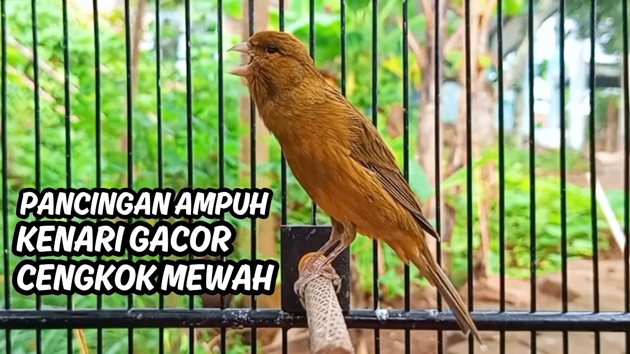 MASTERAN KENARI GACOR NGEROL PANJANG JITU UNTUK PANCINGAN Kenari Paud ...